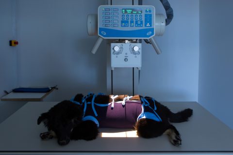 X-Ray Imaging in Veterinary Practice: RP Considerations - Radiation ...